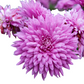 Chrysanthemum Disbuds – Flower Shed