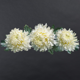 Chrysanthemum Disbuds – Flower Shed