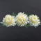 Chrysanthemum Disbuds – Flower Shed
