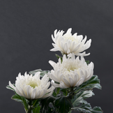 Chrysanthemum Disbuds – Flower Shed